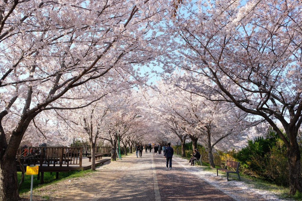 Samnak Eco-Park (삼락생태공원) Photo Blog: Perfect place to experiencing ...