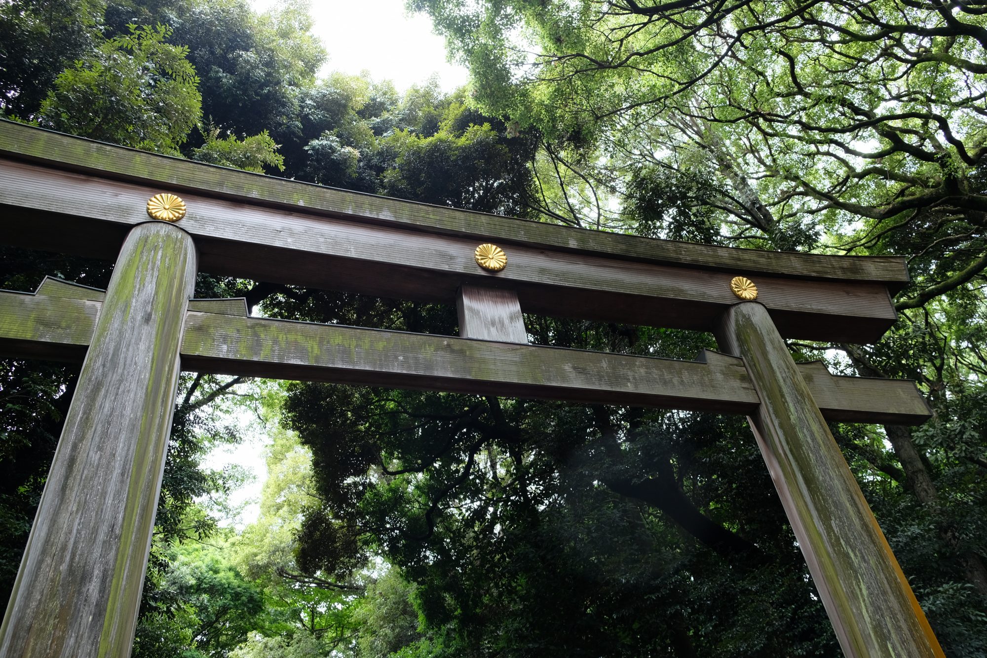 Meiji Shrine/Meiji Jingū (How to go and what to expect) - The Traveling ...